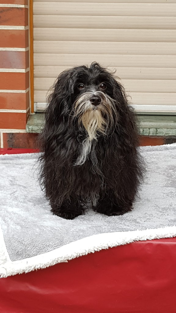 Havaneser Züchter - HavaneserSeite.de